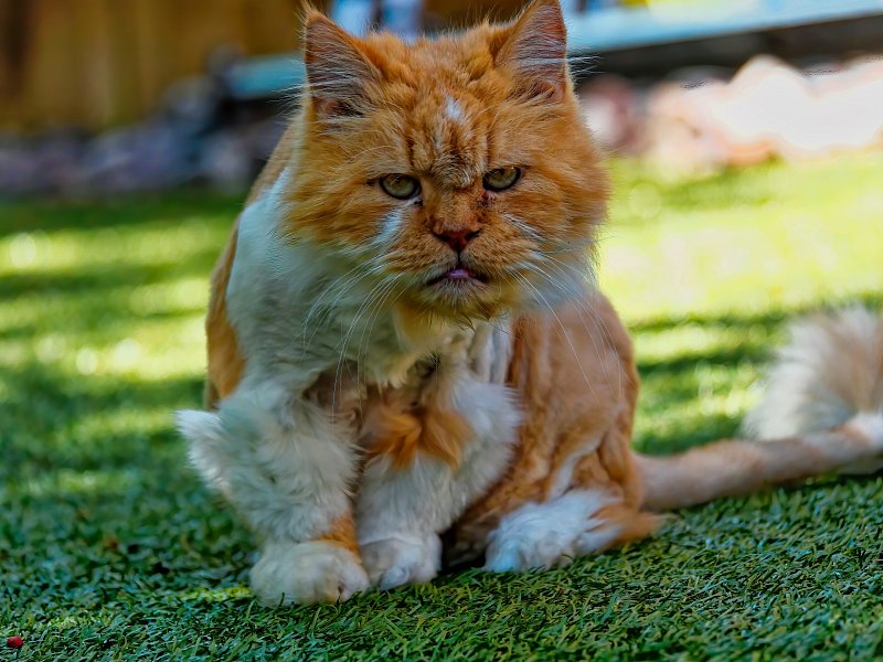 Garfield-Angry-Cat.jpeg - Peter Pohls Photography